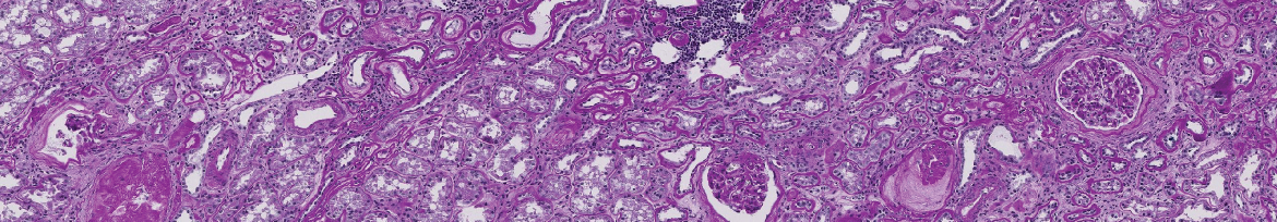 Histology and Molecular Pathology Core | Vanderbilt University Medical ...