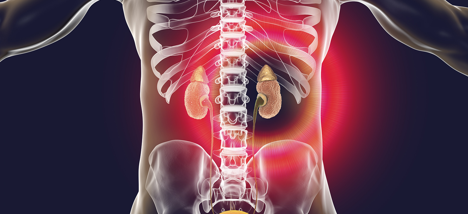 Renal Pathology Workshop | Vanderbilt University Medical Center